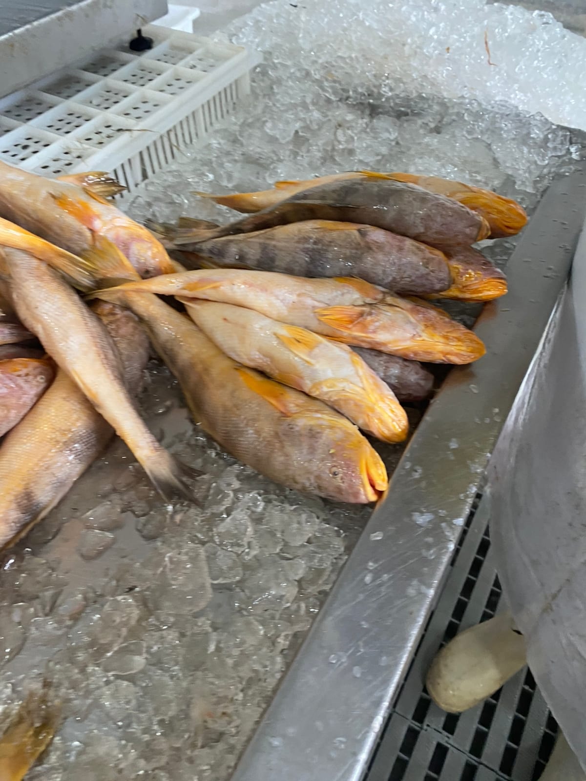 Nebis Microps – Masterfish Amazônia Pescados